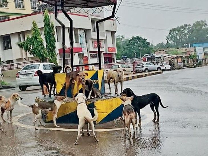 Terror of stray dogs in the city, a herd of more than a dozen dogs ...