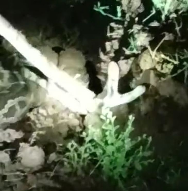 Rescued with mobile torch and native wooden jugaad and released the ...