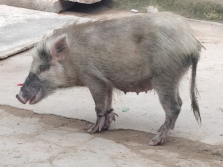 The pig's feet were tied, left lying in the drain all night, the dogs ...