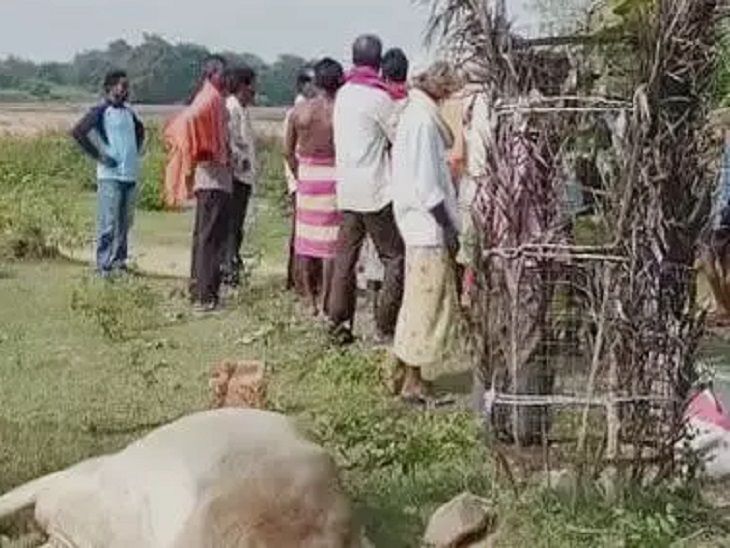 Six cows suddenly died in Chhattisgarh village: Panic among cattle ...