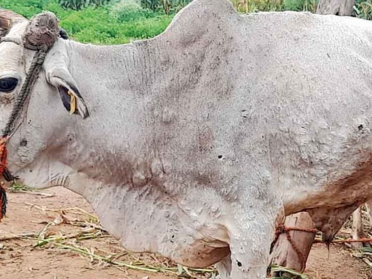 Cattle sick for 1 month, it is fine, but body marks are not going ...