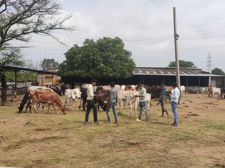 Free vaccines to prevent lumpy virus for 300 cows | लंपी वायरस: 300 ...