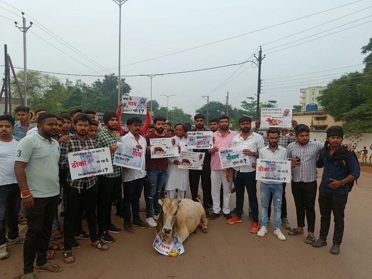 Placards were worn to the cows, then the cow of another Guinean Gauthan ...