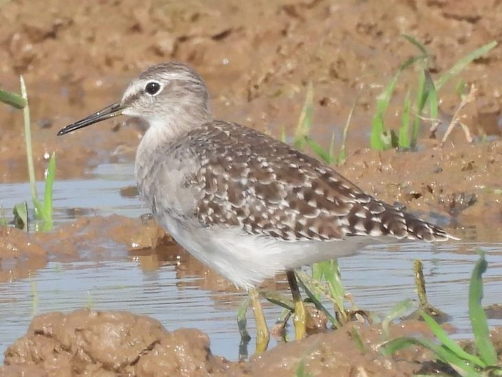 This time the migrant guests arrived ahead of time at the Morel Dam ...