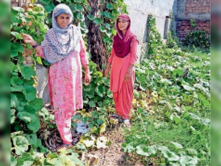 Now fresh vegetables of kitchen garden are being made in Anganwadi ...