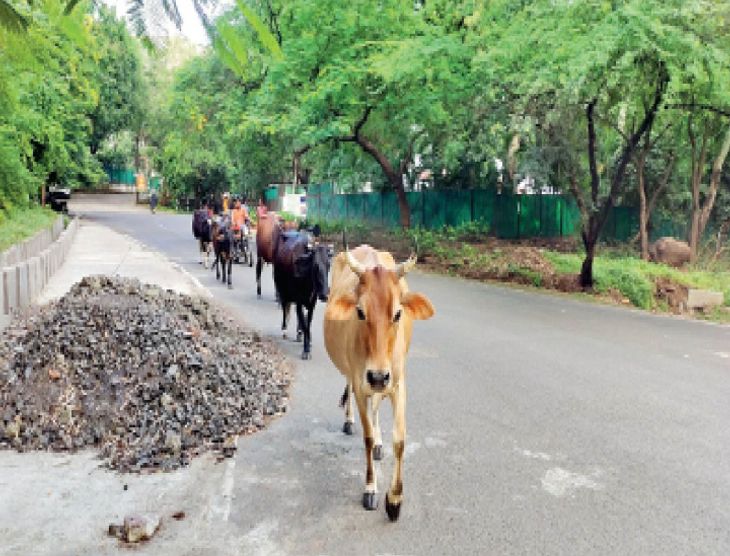 10 thousand cattle daily 10 accidents on the roads of Bhopal, 7 deaths ...