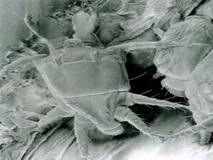 Crop wasted from two to five quintals in acre, outbreak of panicle mite ...