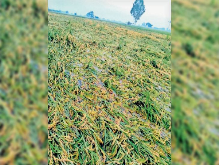 Crops destroyed due to waterlogging, paddy lying on the ground ...