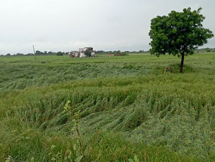 Intermittent rain for 12 hours, due to damage to the crops, the hard ...