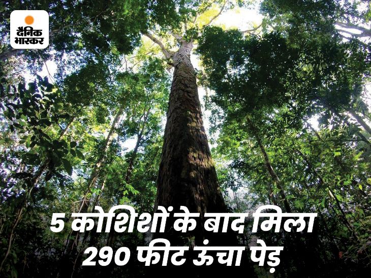 Tallest tree in Amazon rainforest found after three years and four ...