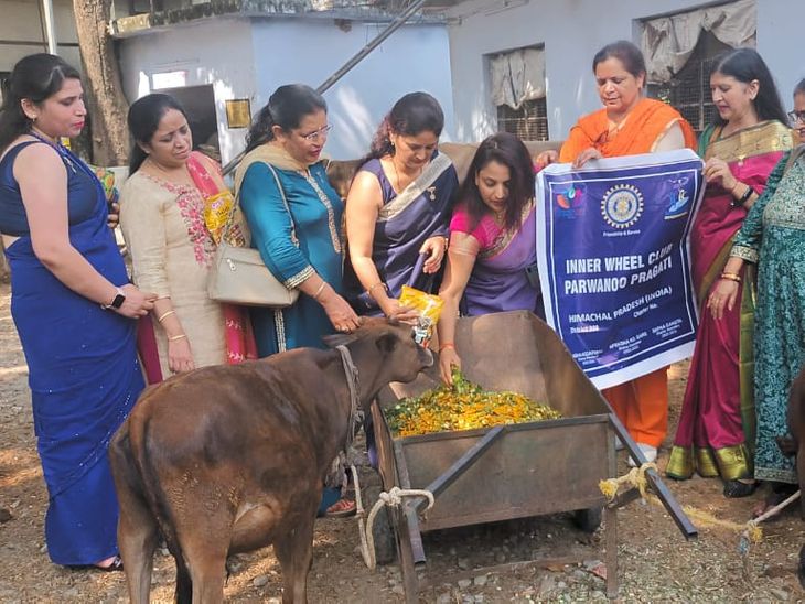 Solan: Inner wheel club 'Pragati' will give 30 days turmeric | 30 दिन ...