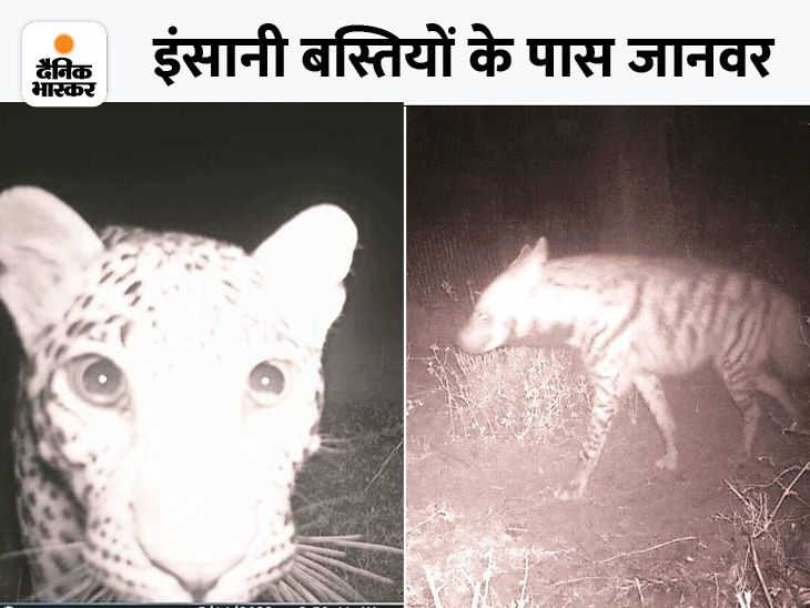 Delhi Forest Department Report; Eight Leopards Spotted In Asola Bhatti ...