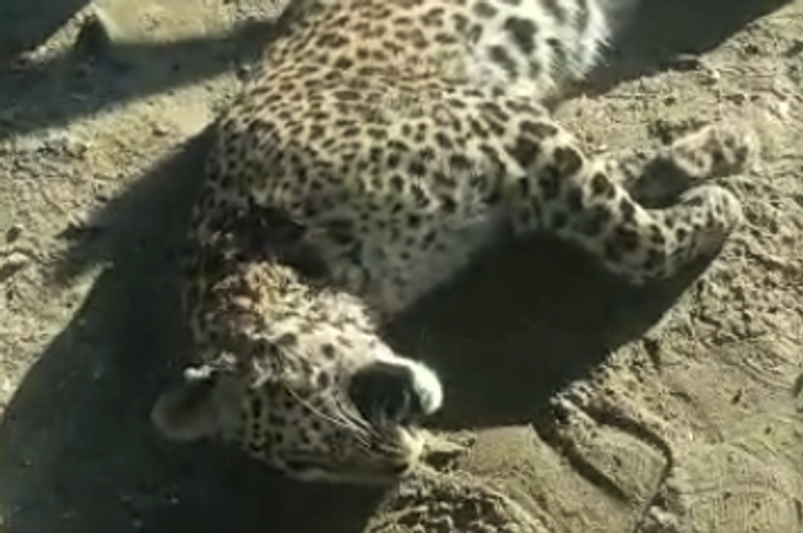 Forest inspector said - death in conflict with another leopard, claw ...