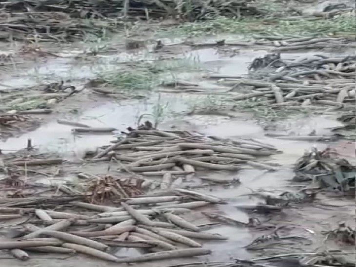 Crops rotting in the fields due to excessive rain, ruined farmers look ...