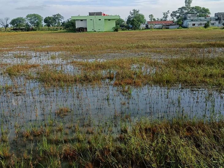 This year the rain made a record, 1642 mm was recorded | सीहोर मानसून ...