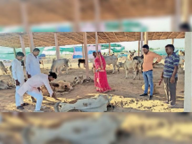 The head of the treatment camp for the cows suffering from lumpy skin ...