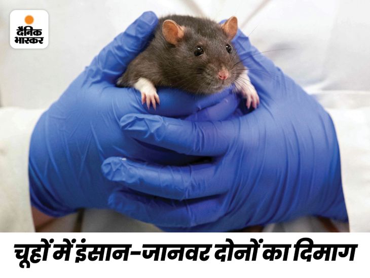 Scientists Transplant Human Cells In Rat Brains To Study Schizophrenia ...