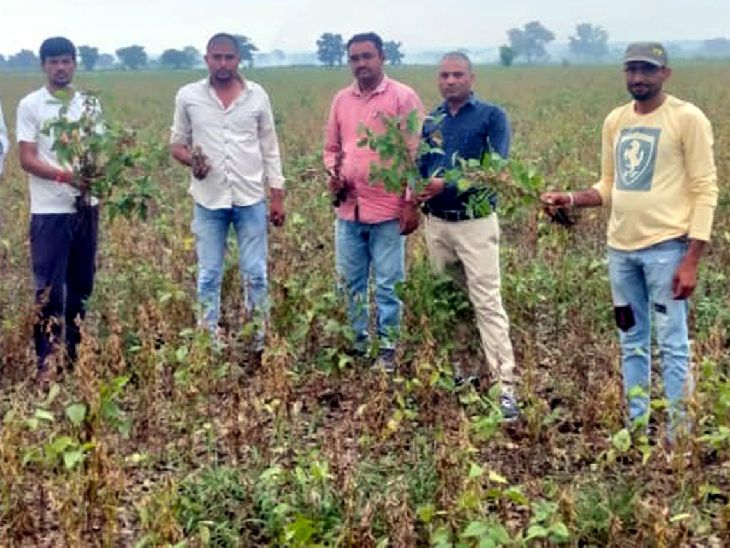The trader gave a mix seed of 3-4 types to the farmer, now some crops ...