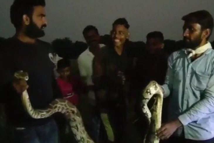 Villagers were in panic after seeing the formidable python in the field ...