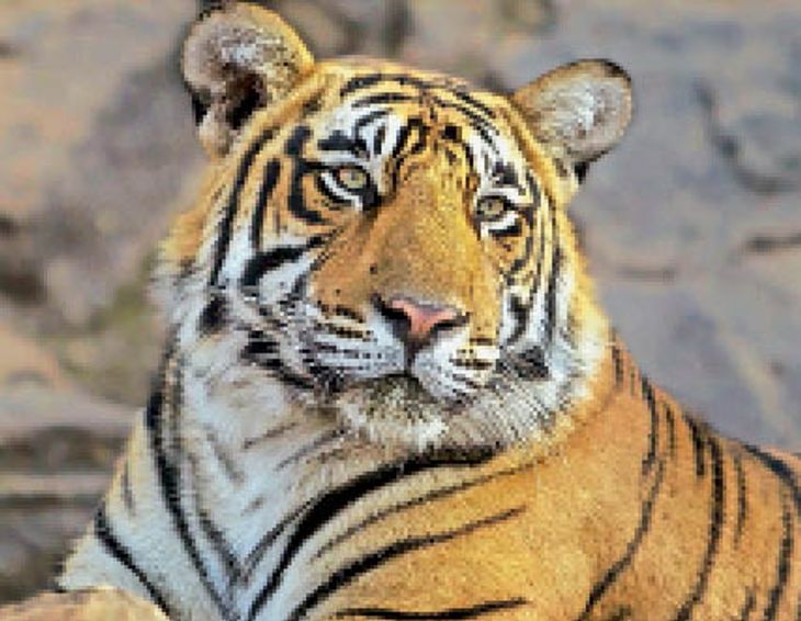 Tiger T-113 was sent to Sariska, this 10th tiger for there | रणथंभौर से ...