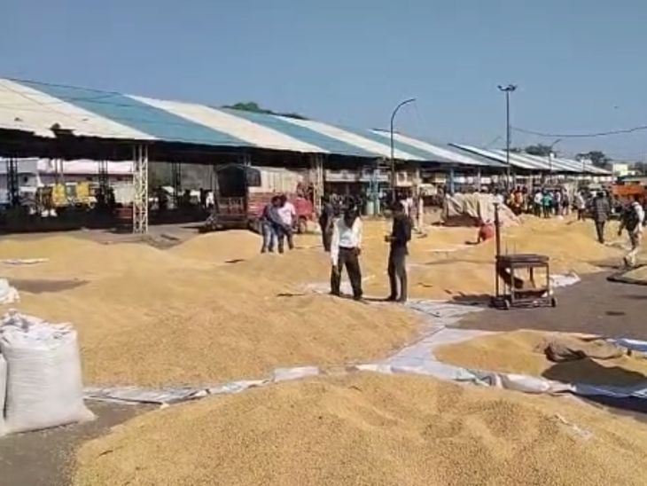 Holiday will be from 22 to 27 October; The farmer will be able to sell ...