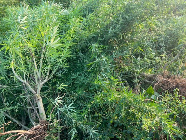 400 plants of hemp planted in the field seized, 192 kg of hemp plants ...