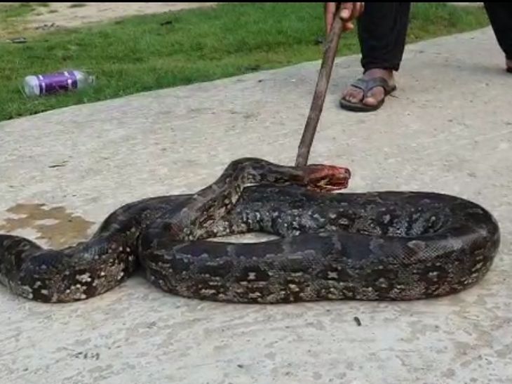 When the night watchman was seen, he was injured by hitting him with a ...