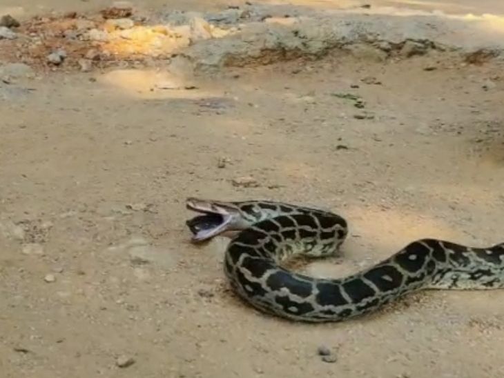 2.5 feet python sitting in the shop after swallowing two rats, spewed ...