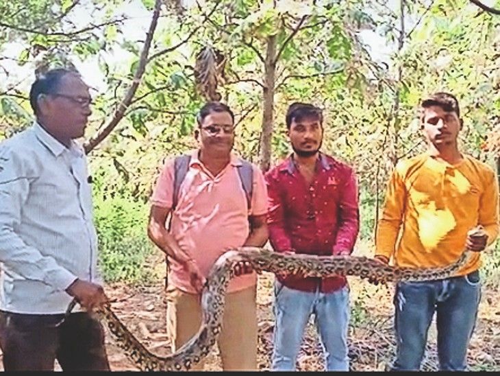 11 feet long, 16 kg python caught from the field | अजगर का रेस्क्यू ...