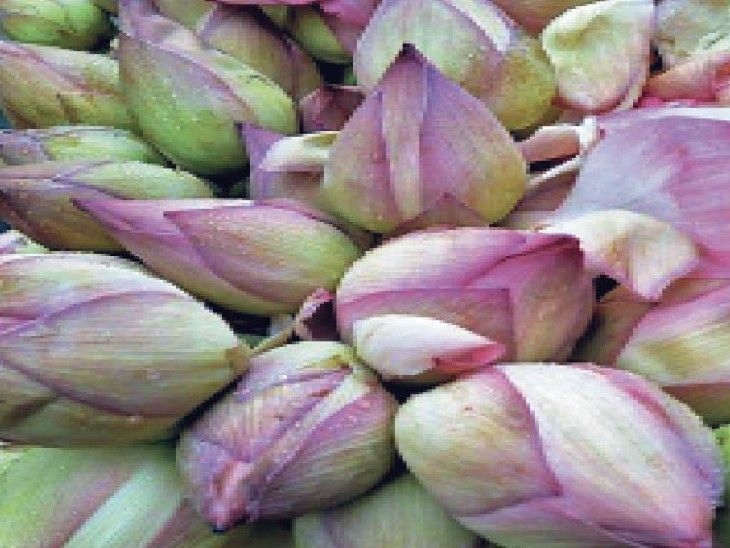 The smell of Ganganagari rose of Keta reached Delhi, Laxmi Kamal coming ...