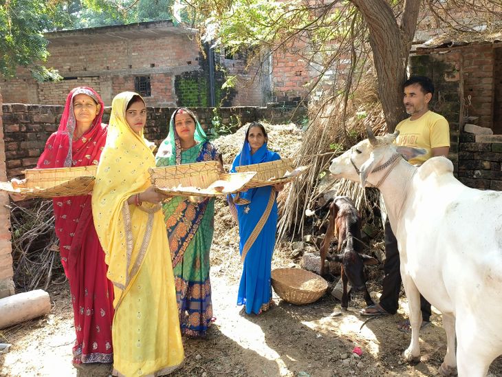Women kept fast from village to village, worshiping cow and calf ...