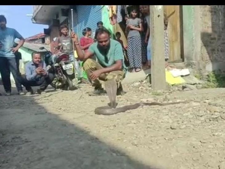 Snake friend rescued 8 feet long snake, said - it is dangerous, it dies ...