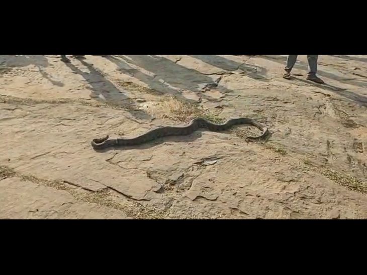 Eight feet long python seen in Sonbhadra | सोनभद्र में दिखा आठ फीट लंबा ...