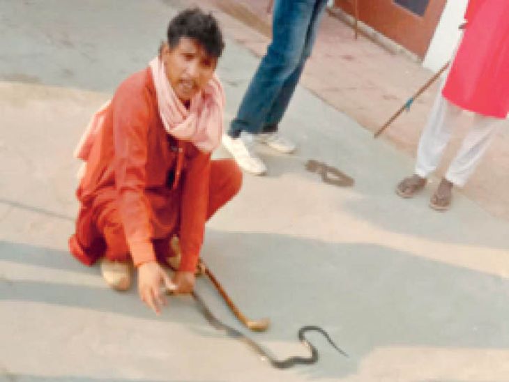 The deputy director's wife died before the snake bite, later the snake ...