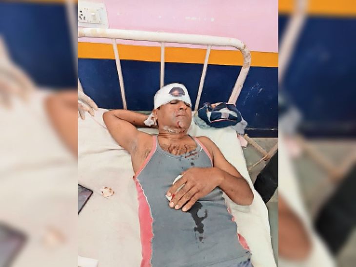 Three cows die after being hit by tourist mini bus | हादसा: टूरिस्ट ...