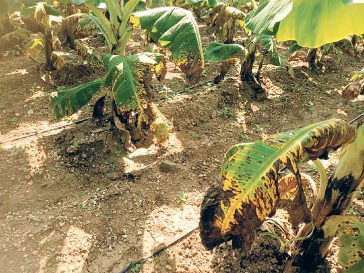 Karpa disease on banana crop, leaves drying up, fear of plant damage ...