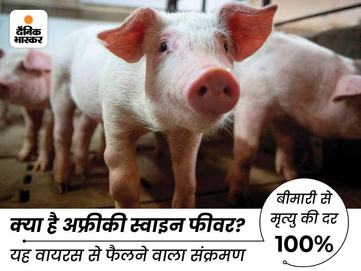 African Swine Fever Virus Kerala Update;19 Pigs Died, Meat Sale Banned
