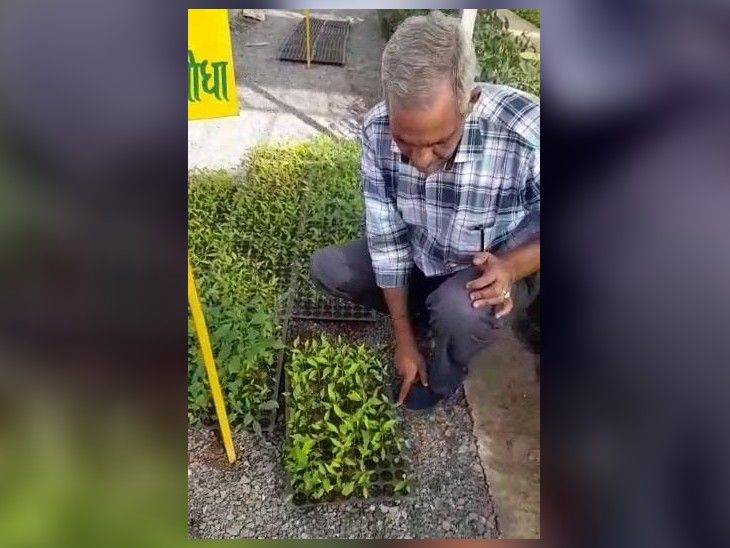 Demand for grafted plants of chilli and tomato is increasing, plants ...