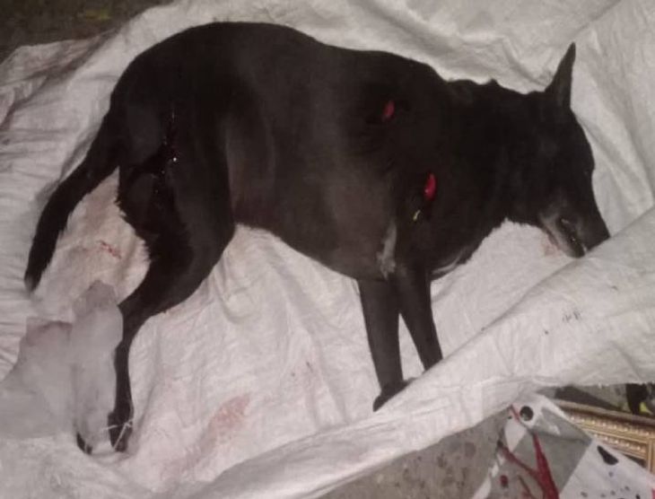 MP Dog Murder Case; Indore Police Arrested Two Criminals | इंदौर में ...