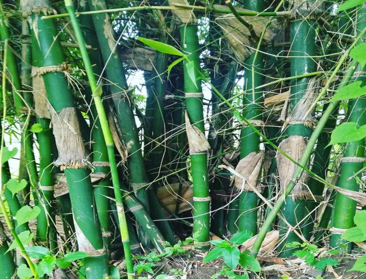 Denmark will make wind power from bamboo blades made in Dewas, will not ...