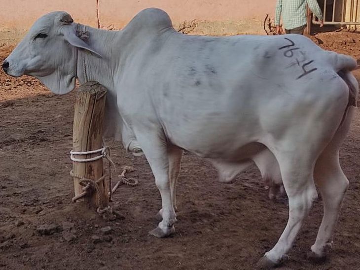Hanuman's farmer bids the record so far in the Central Animal Breeding ...