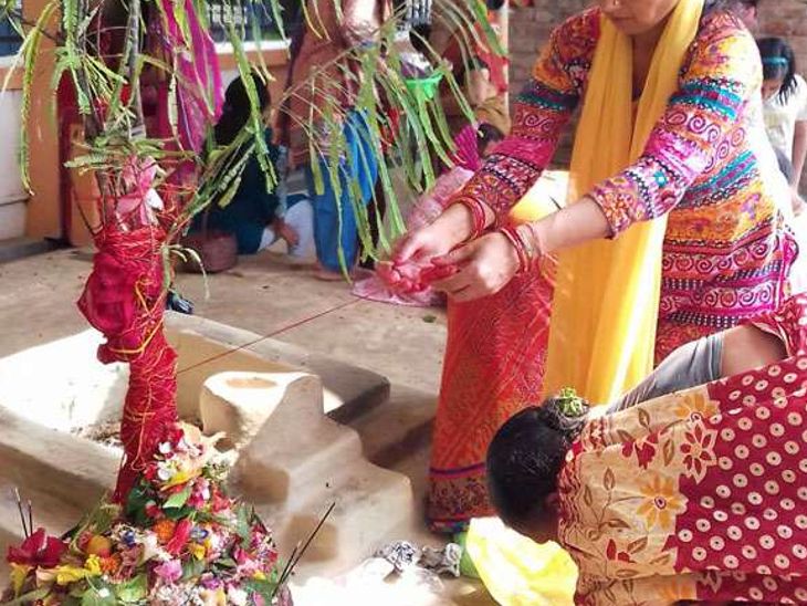 Akshaya Navami today: Amla is the tree of the gods, the virtue obtained ...