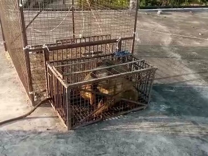 Rescue team called from Mathura, 4 monkeys caught in 3 days | पन्ना के ...