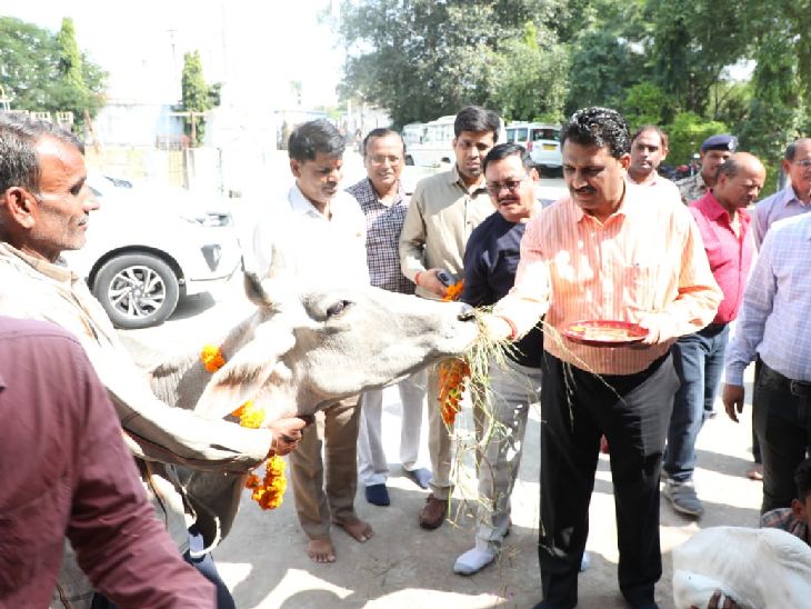In Surabhi Gaushala Orchha, did cow worship and cow parikrama, fed ...