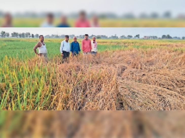 Agricultural scientists came to see the paddy crop being ruined due to ...