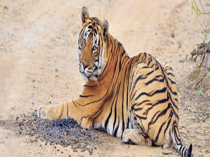 Tiger T-110 in Ranthambore at 10 am, went to the canter at 12 am ...