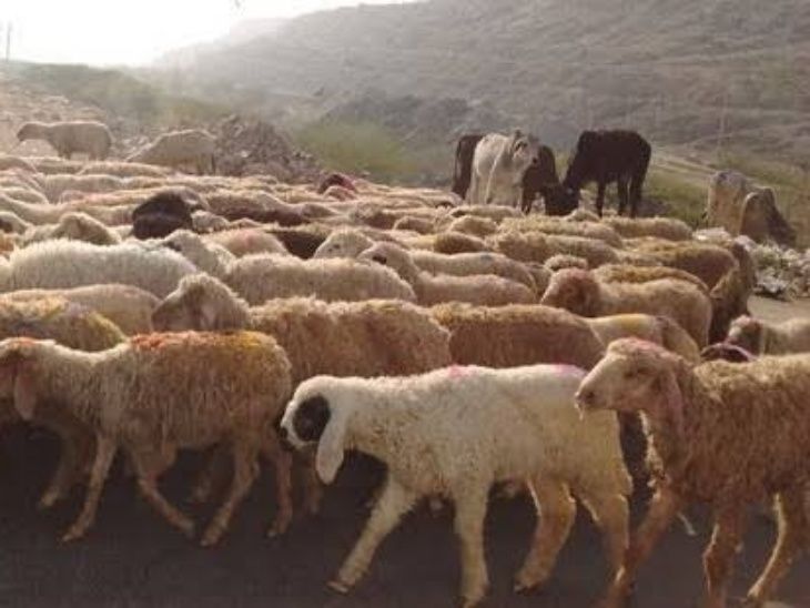 15 goats were taken away by putting them in pickup, police engaged in ...