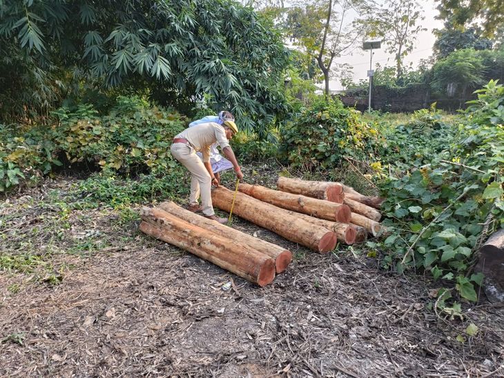 Big action on illegal wood, ban on operation of machines again | वन ...