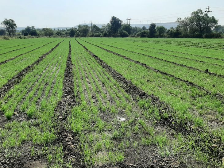 Sowing of rabi crops started, gram will be sown in 80 thousand hectare ...