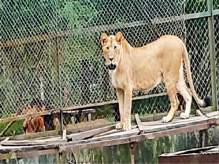 Singh will be breeding for the first time, bring female lion from ...